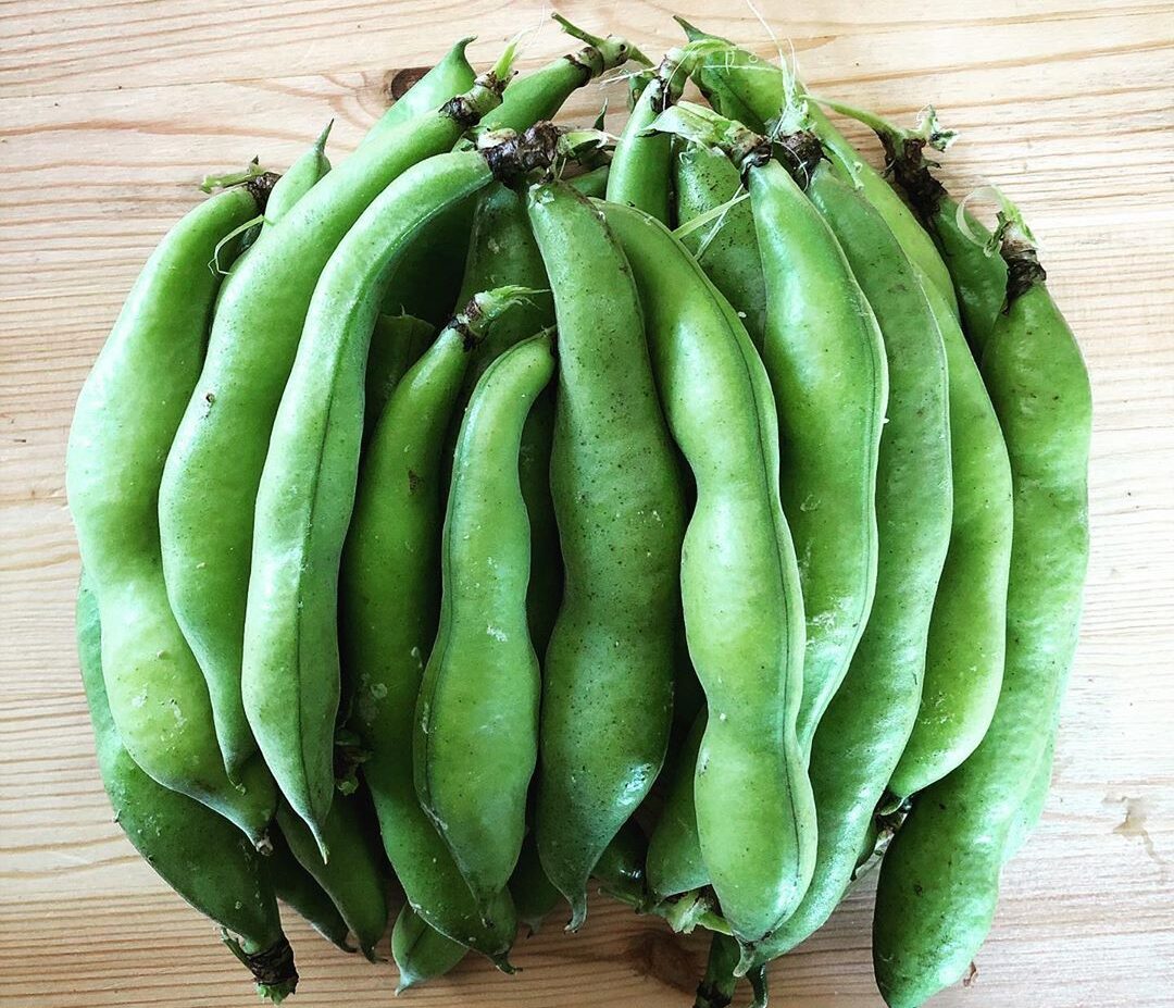 गर्भावस्था में बाकला (Broad Beans) | Fava Beans Benefits in Pregnancy